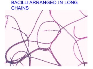 Shape-size-and-arrangment-of-bacteria.pptx