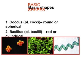 Shape-size-and-arrangment-of-bacteria.pptx