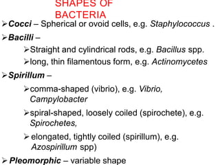 Shape-size-and-arrangment-of-bacteria.pptx