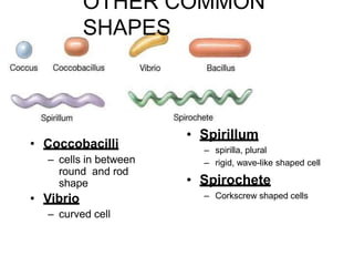 Shape-size-and-arrangment-of-bacteria.pptx
