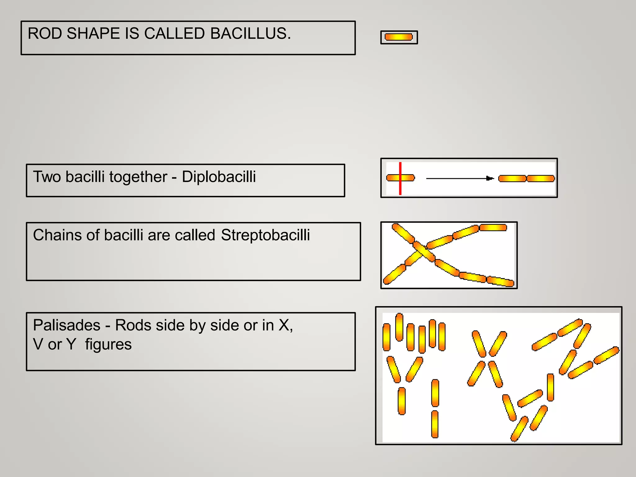 Shape-size-and-arrangement-of-bacteria | PPTX