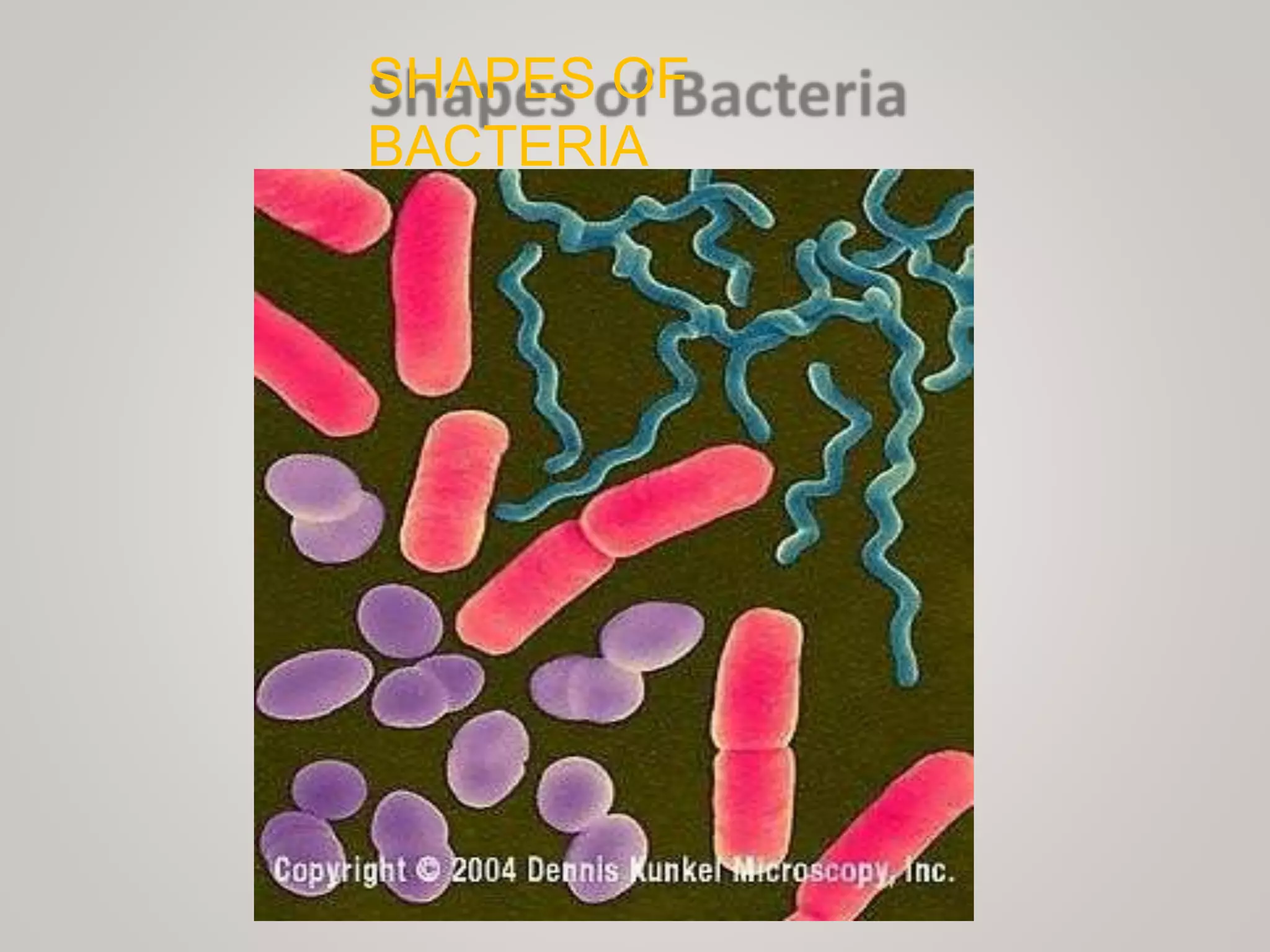 Shape-size-and-arrangement-of-bacteria | PPTX