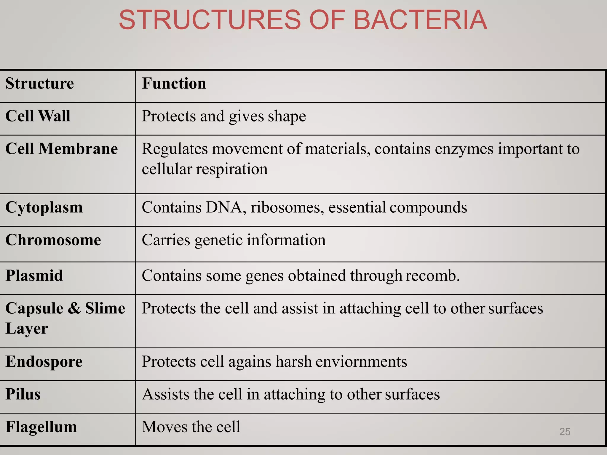 Shape-size-and-arrangement-of-bacteria | PPTX