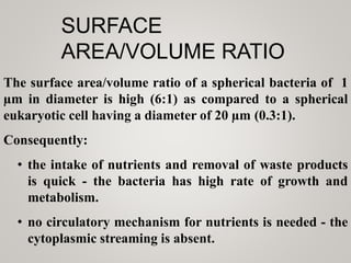 Shape-size-and-arrangement-of-bacteria | PPTX