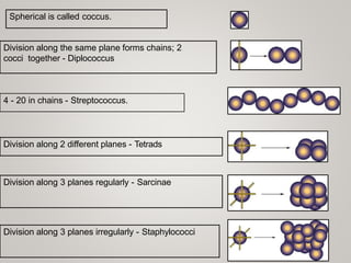 Shape-size-and-arrangement-of-bacteria | PPTX