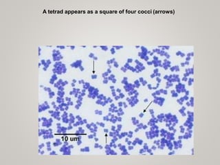 Shape-size-and-arrangement-of-bacteria | PPTX
