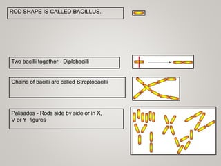 Shape-size-and-arrangement-of-bacteria | PPTX
