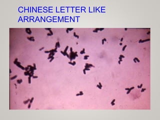 Shape-size-and-arrangement-of-bacteria | PPTX