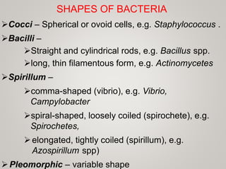 Shape-size-and-arrangement-of-bacteria | PPTX