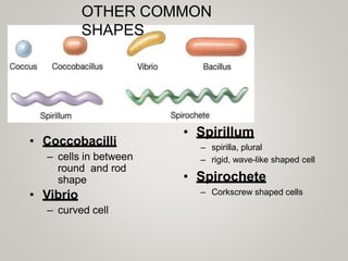 Shape-size-and-arrangement-of-bacteria | PPTX