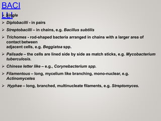 Shape-size-and-arrangement-of-bacteria | PPT