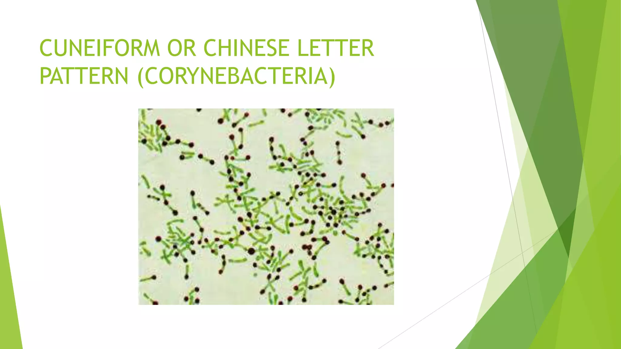 Shape of Bacteria - Cellular Arrangement | PPTX