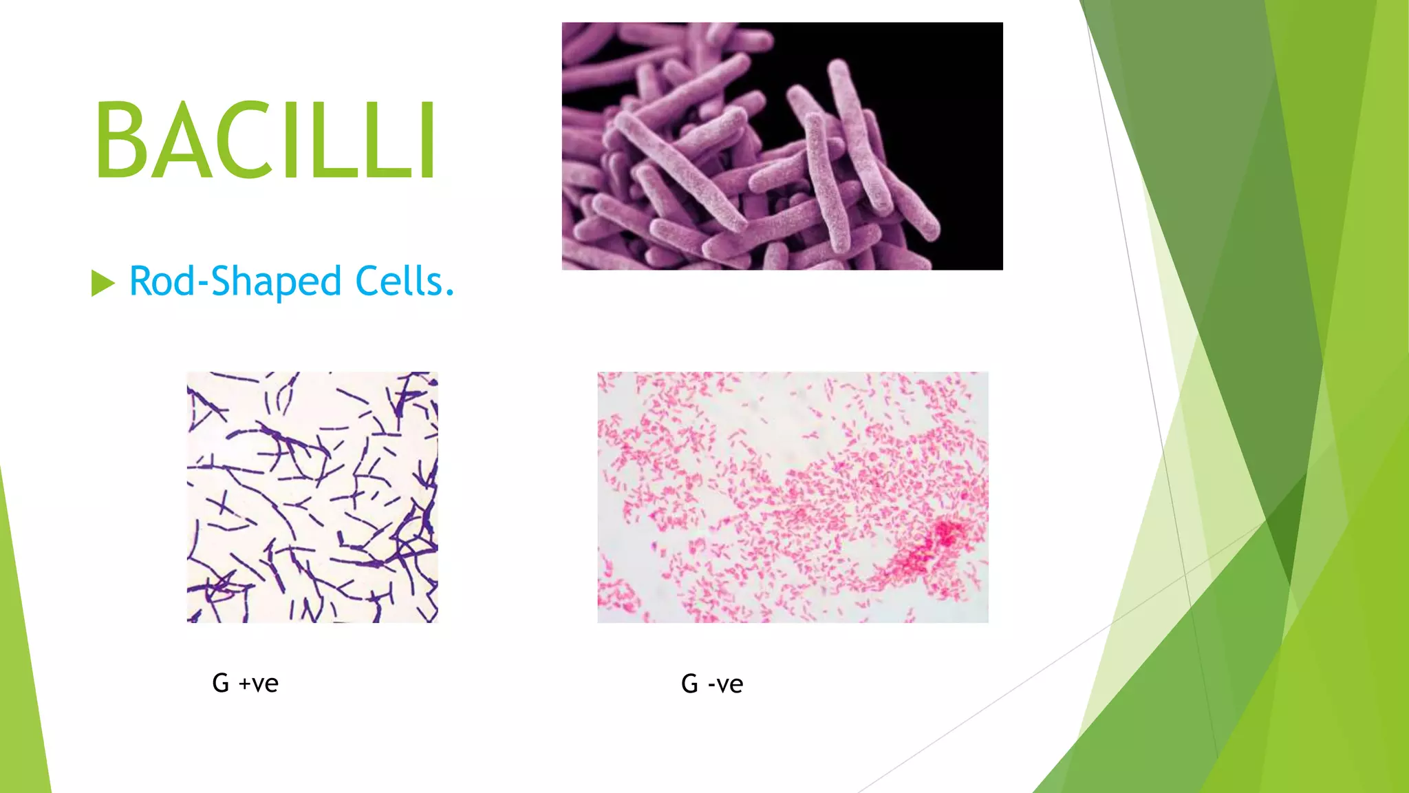 Shape of Bacteria - Cellular Arrangement | PPTX