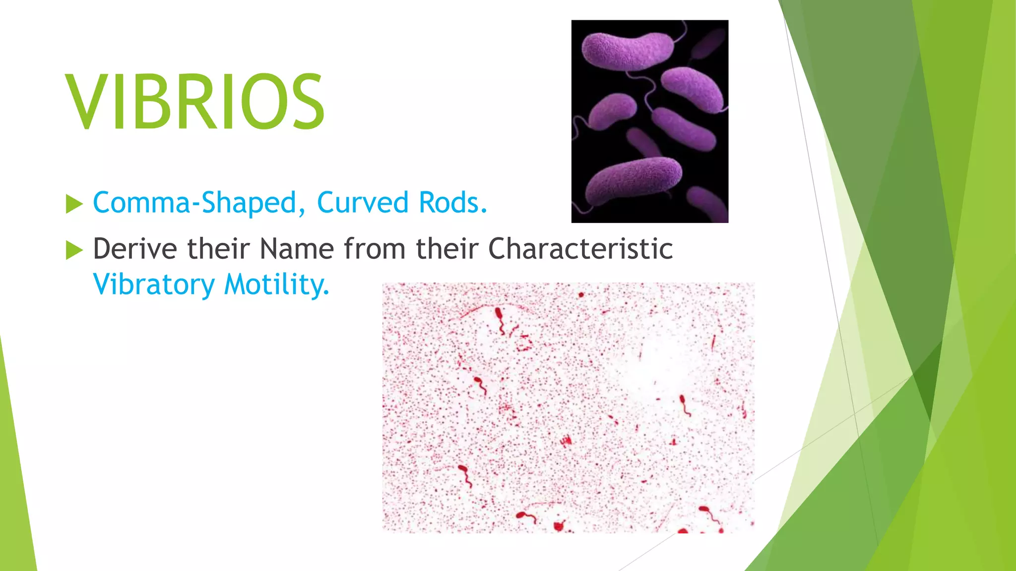 Shape of Bacteria - Cellular Arrangement | PPTX