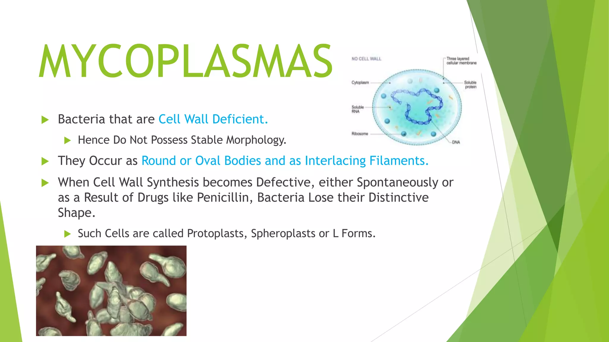 Shape of Bacteria - Cellular Arrangement | PPTX