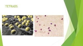 Shape of Bacteria - Cellular Arrangement | PPTX