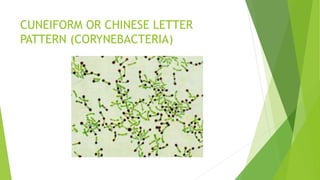 Shape of Bacteria - Cellular Arrangement | PPTX