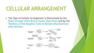Shape of Bacteria - Cellular Arrangement | PPTX