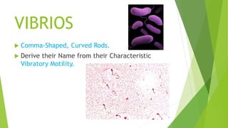 Shape of Bacteria - Cellular Arrangement | PPTX