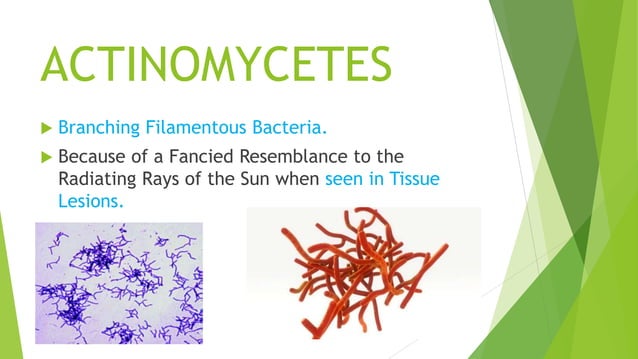Shape of Bacteria - Cellular Arrangement | PPTX | Biological Sciences ...