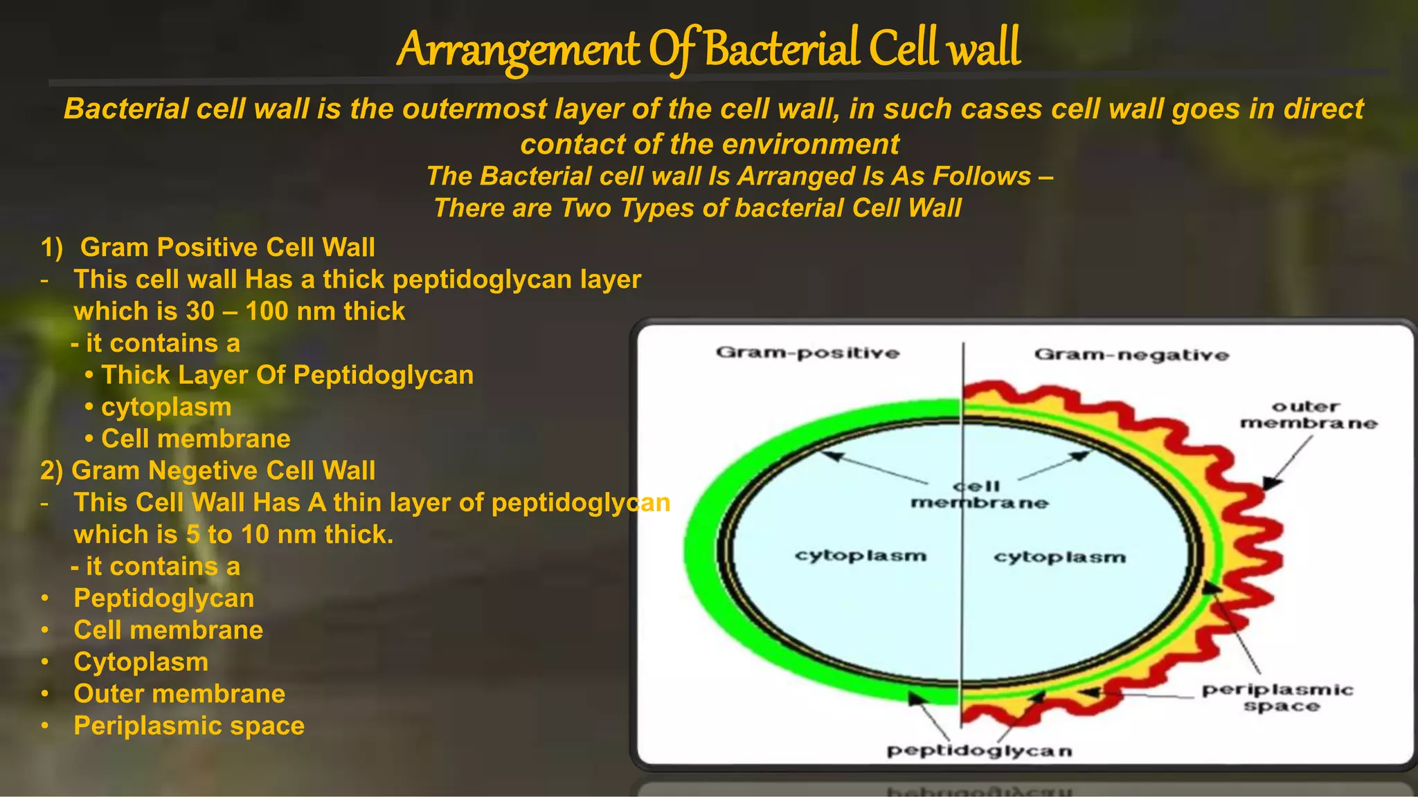 Shape of Bacteria Arrangements of bacterial cell wall & Flagella. | PPTX