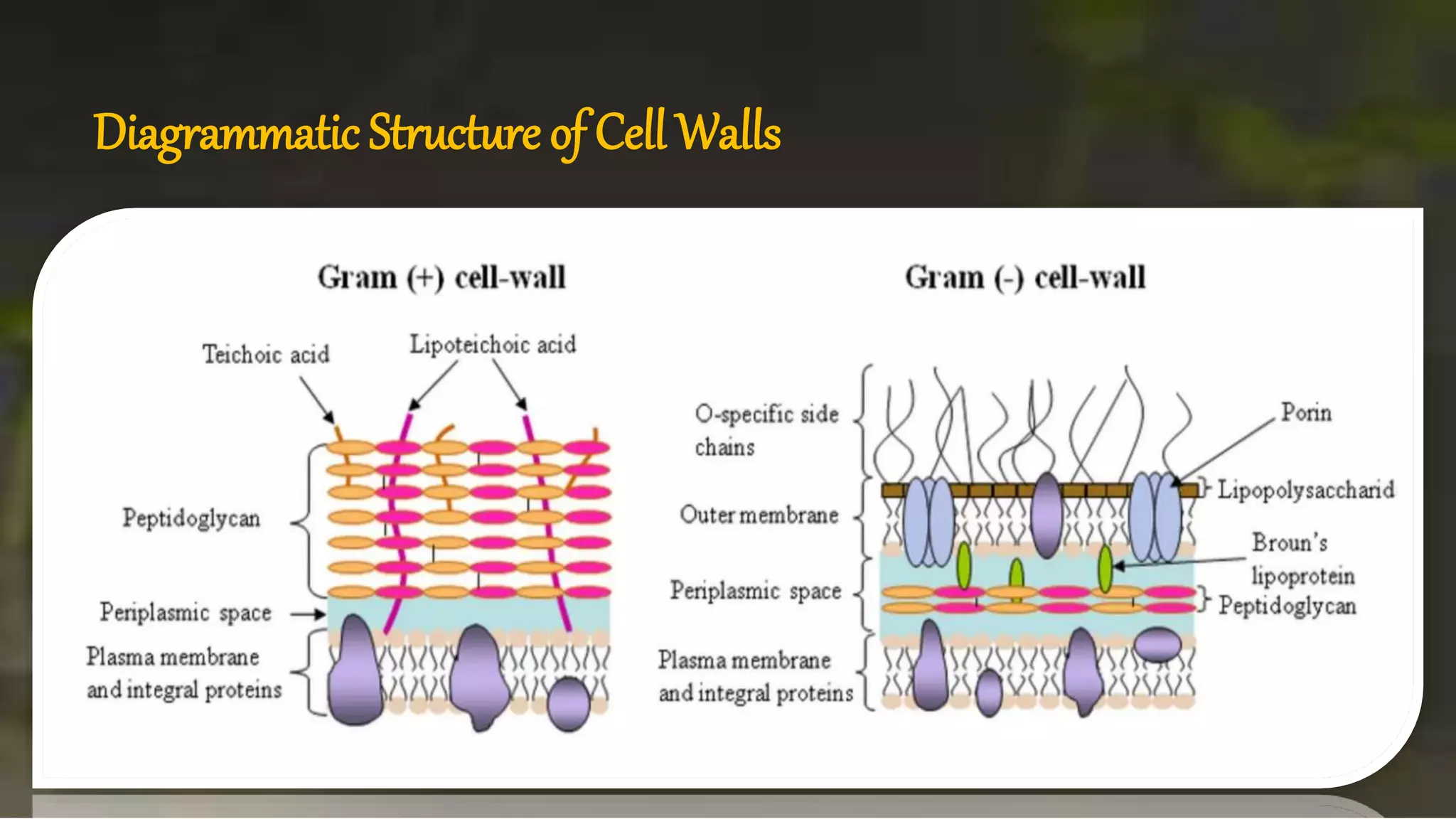 Shape of Bacteria Arrangements of bacterial cell wall & Flagella. | PPTX