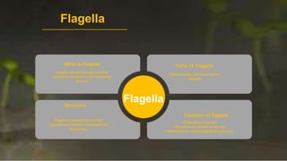 Shape of Bacteria Arrangements of bacterial cell wall & Flagella. | PPTX