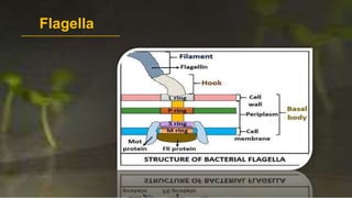 Shape of Bacteria Arrangements of bacterial cell wall & Flagella. | PPTX