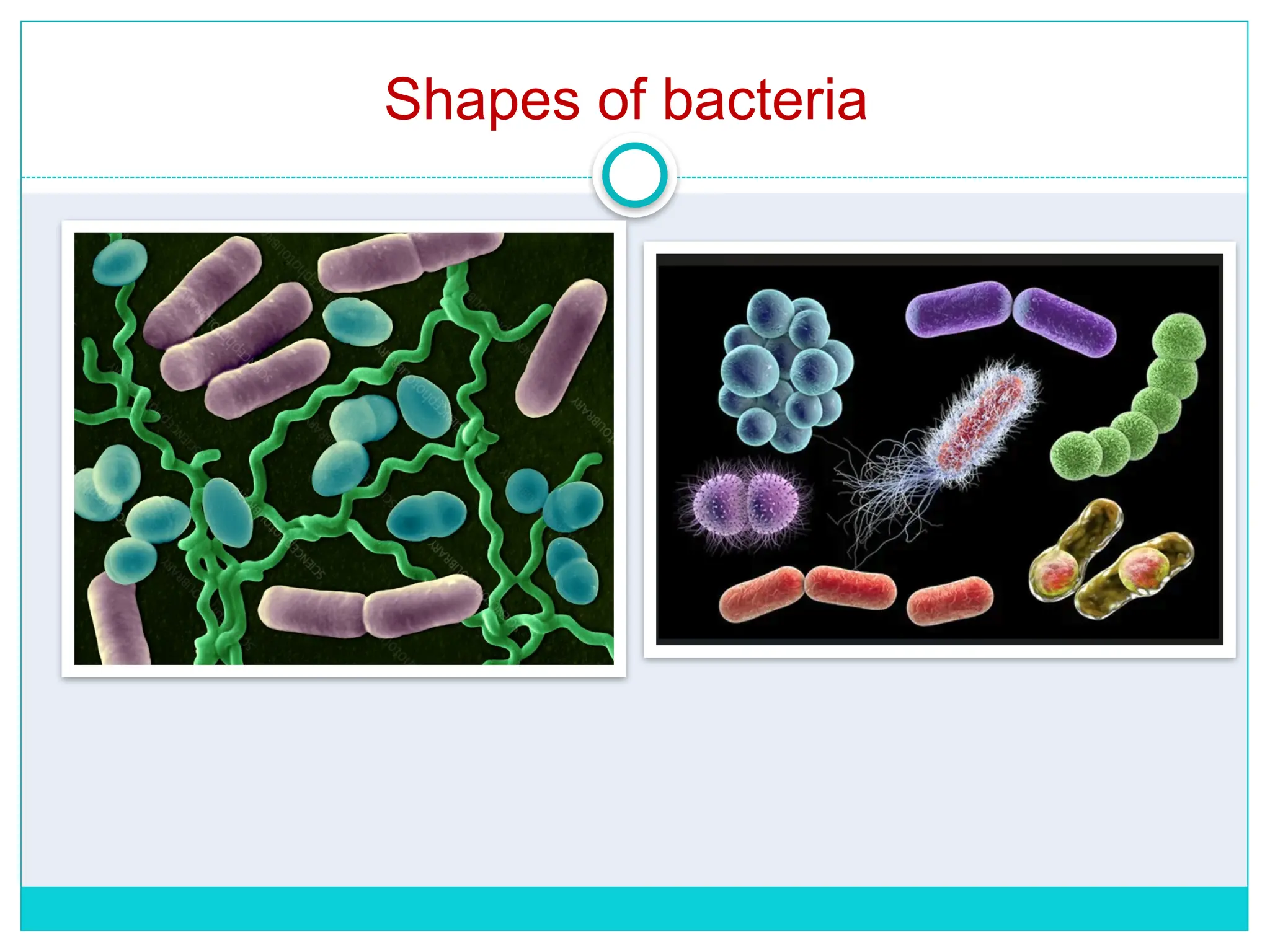 Shapes and Arrangements of bacteria.pptx