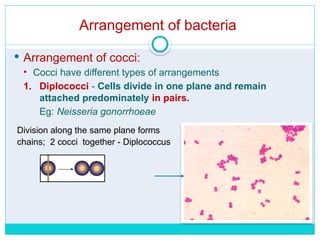 Shapes and Arrangements of bacteria.pptx