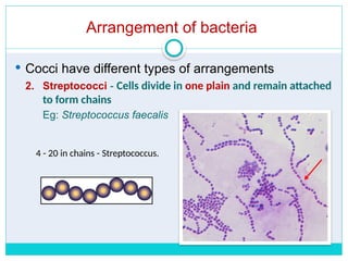 Shapes and Arrangements of bacteria.pptx