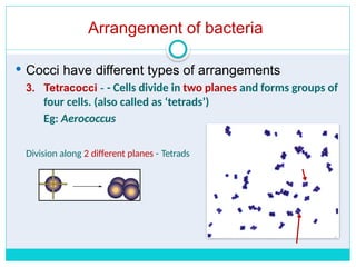Shapes and Arrangements of bacteria.pptx