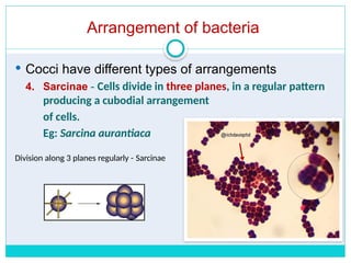 Shapes and Arrangements of bacteria.pptx