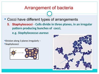 Shapes and Arrangements of bacteria.pptx