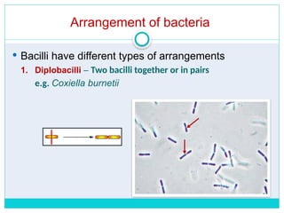 Shapes and Arrangements of bacteria.pptx