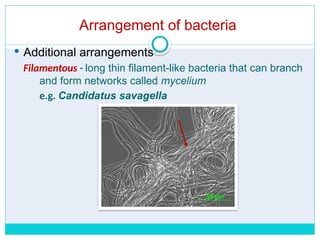 Shapes and Arrangements of bacteria.pptx