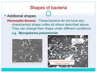 Shapes and Arrangements of bacteria.pptx