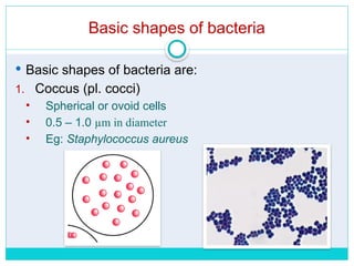 Shapes and Arrangements of bacteria.pptx