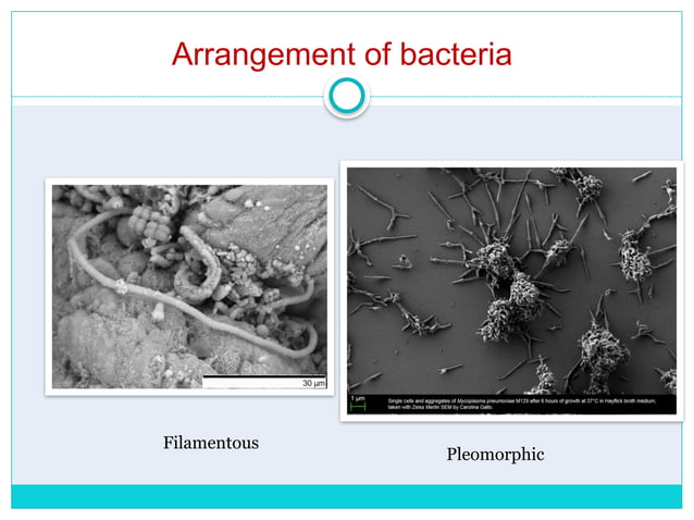 Shapes and Arrangements of bacteria.pptx