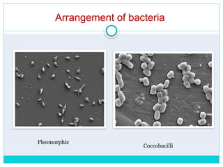 Shapes and Arrangements of bacteria.pptx