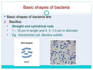 Shapes and Arrangements of bacteria.pptx