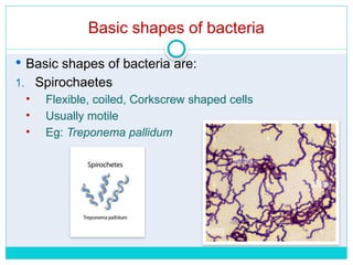 Shapes and Arrangements of bacteria.pptx