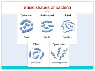 Shapes and Arrangements of bacteria.pptx