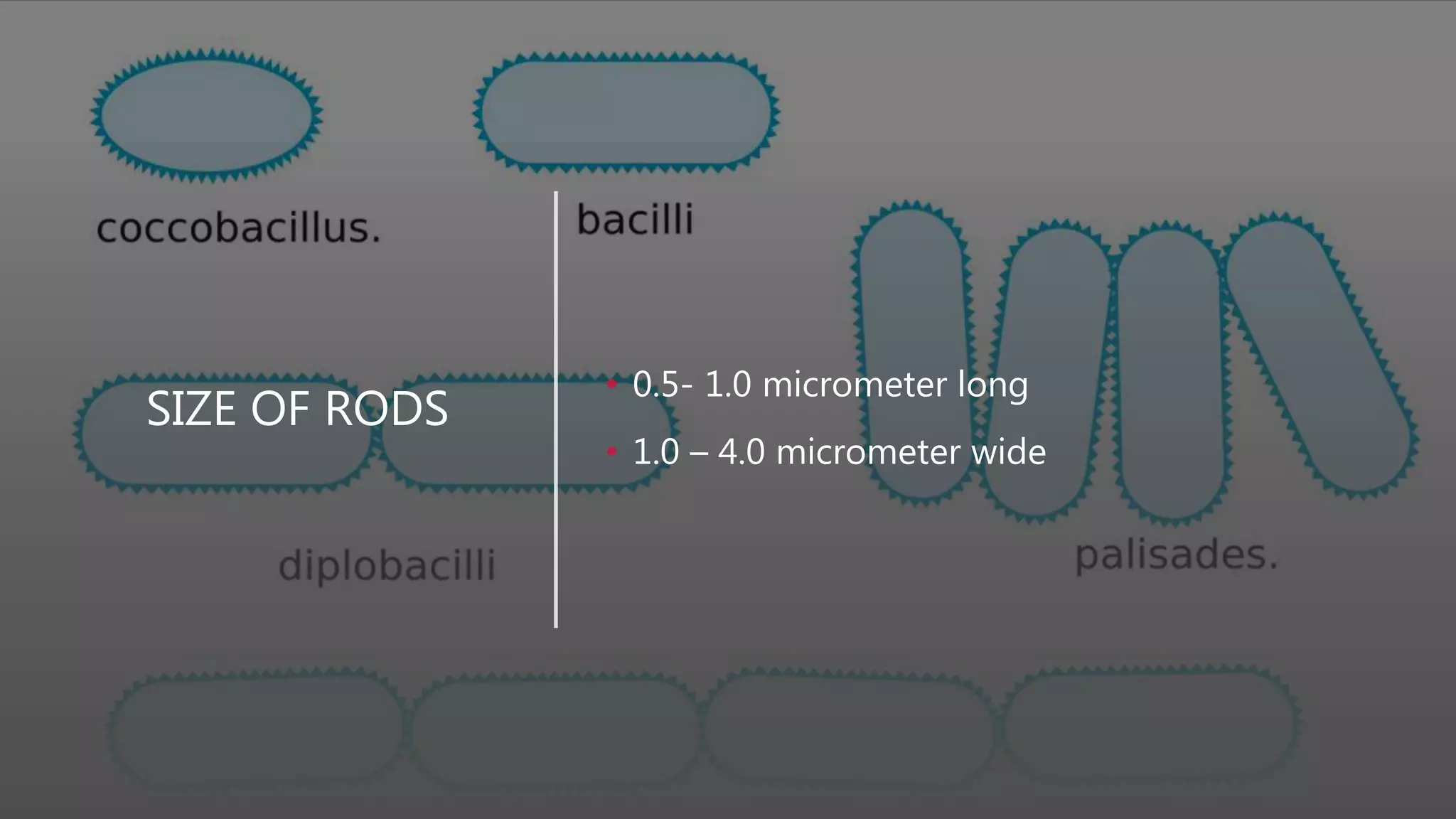 Shape & size of bacteria | PPT