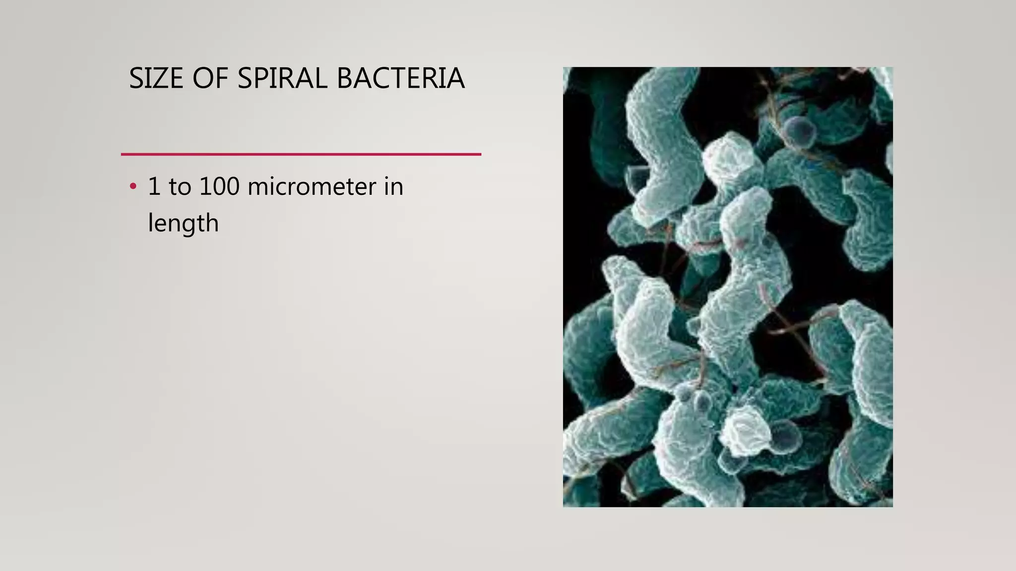 Shape & size of bacteria | PPT
