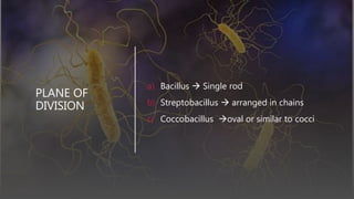 Shape & size of bacteria | PPT