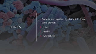 Shape & size of bacteria | PPT