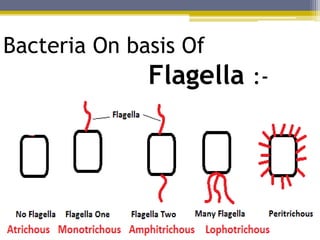 Shapes of bacteria | PPT