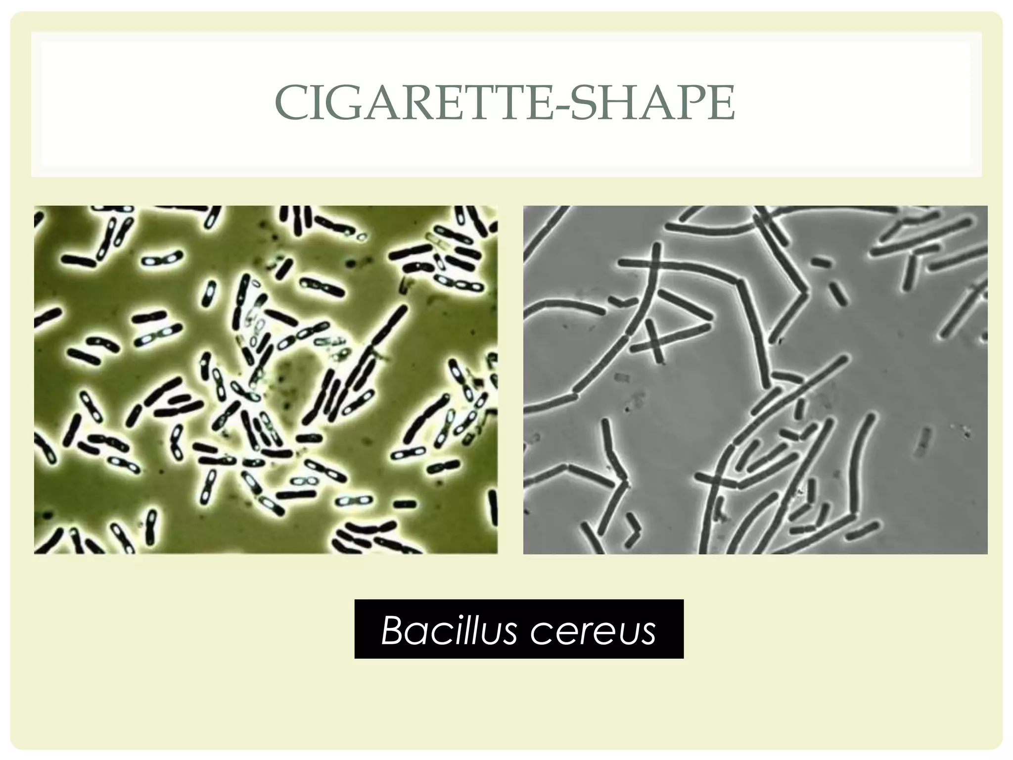 Shapes of bacteria | PPTX