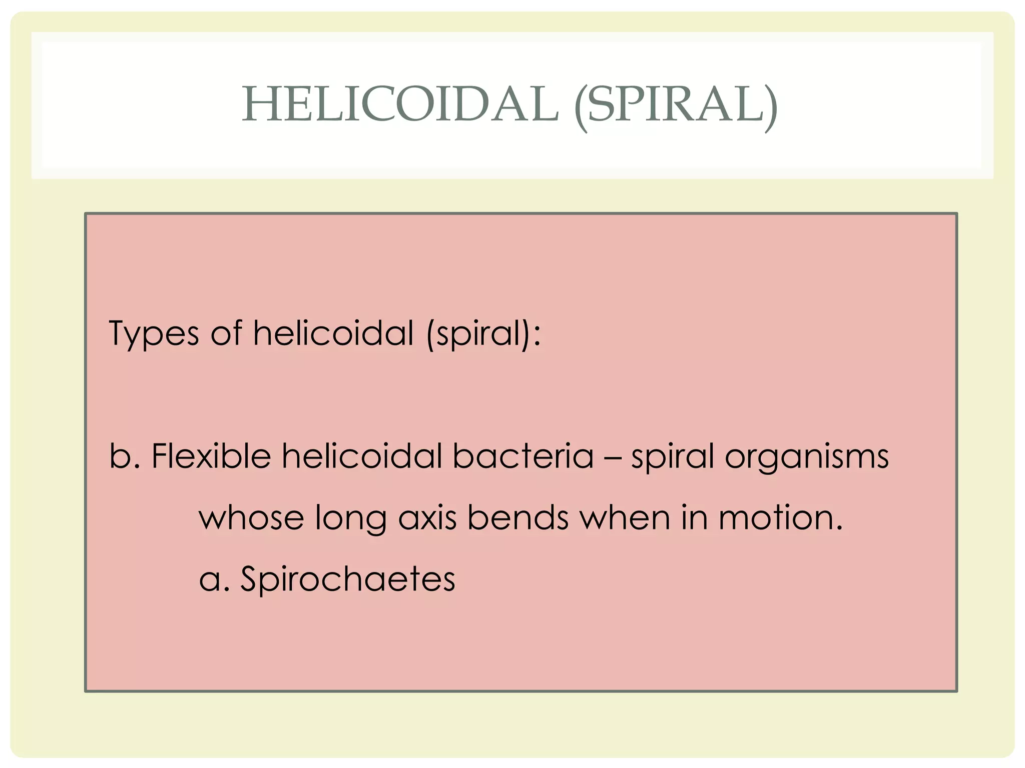 Shapes of bacteria | PPTX